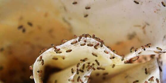 Exterminez tous les moucherons de votre cuisine avec ces 3 astuces ...