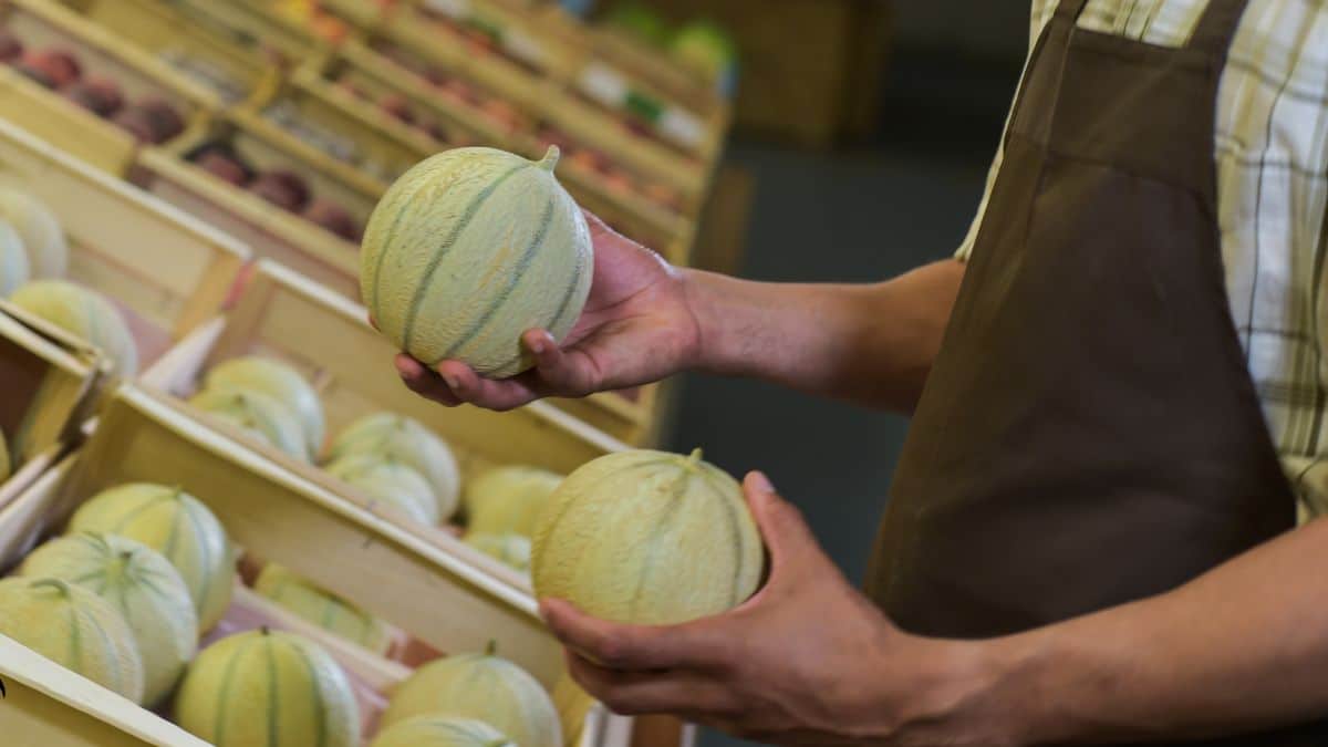 La meilleure technique pour bien choisir son melon