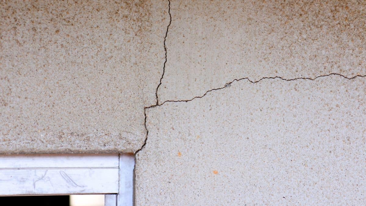 Plantes tendance près de la maison: leurs racines accentuent le risque ...